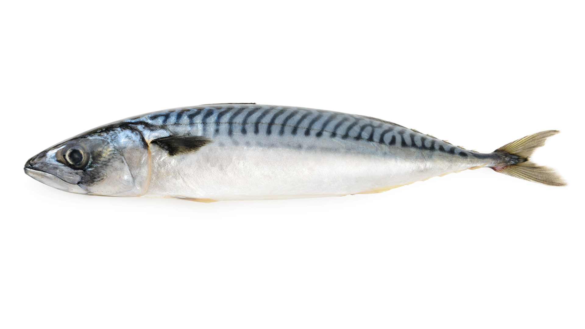 Makreel wegens overbevissing vanaf nu in het rood op de Viswijzer ...