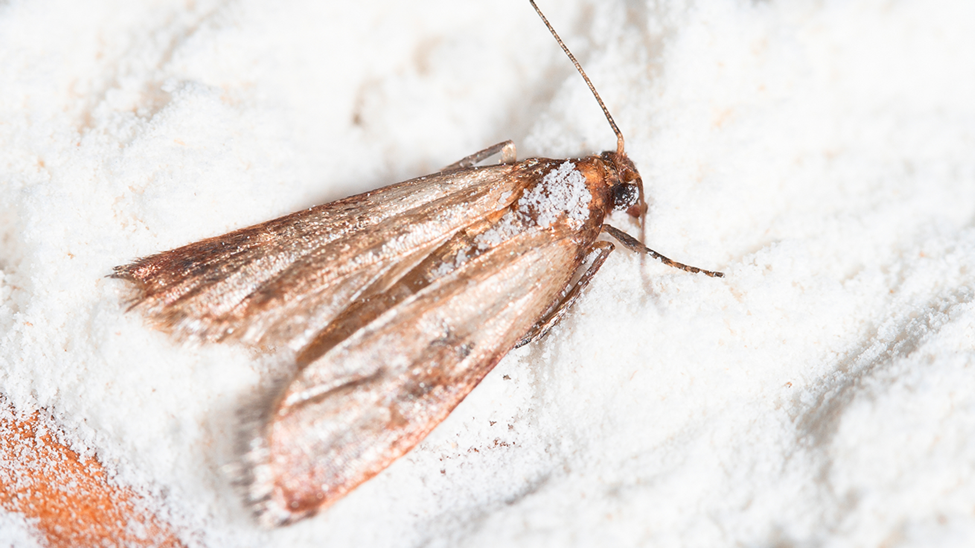 Meelmotjes in je keukenkastje? Zó kom je van ze af - Kassa - BNNVARA