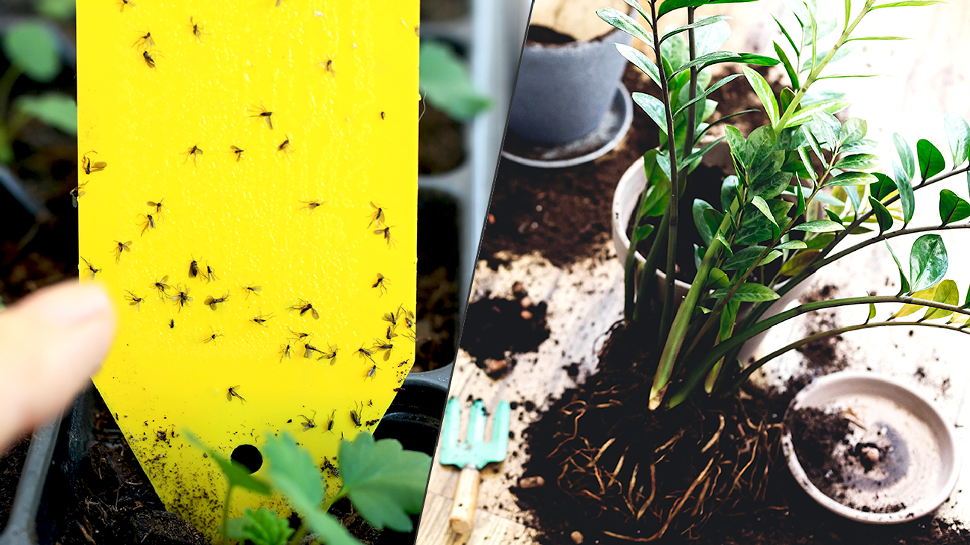 Trekt je kamerplant rouwvliegjes aan? Zo voorkom je een plaag - Kassa ...