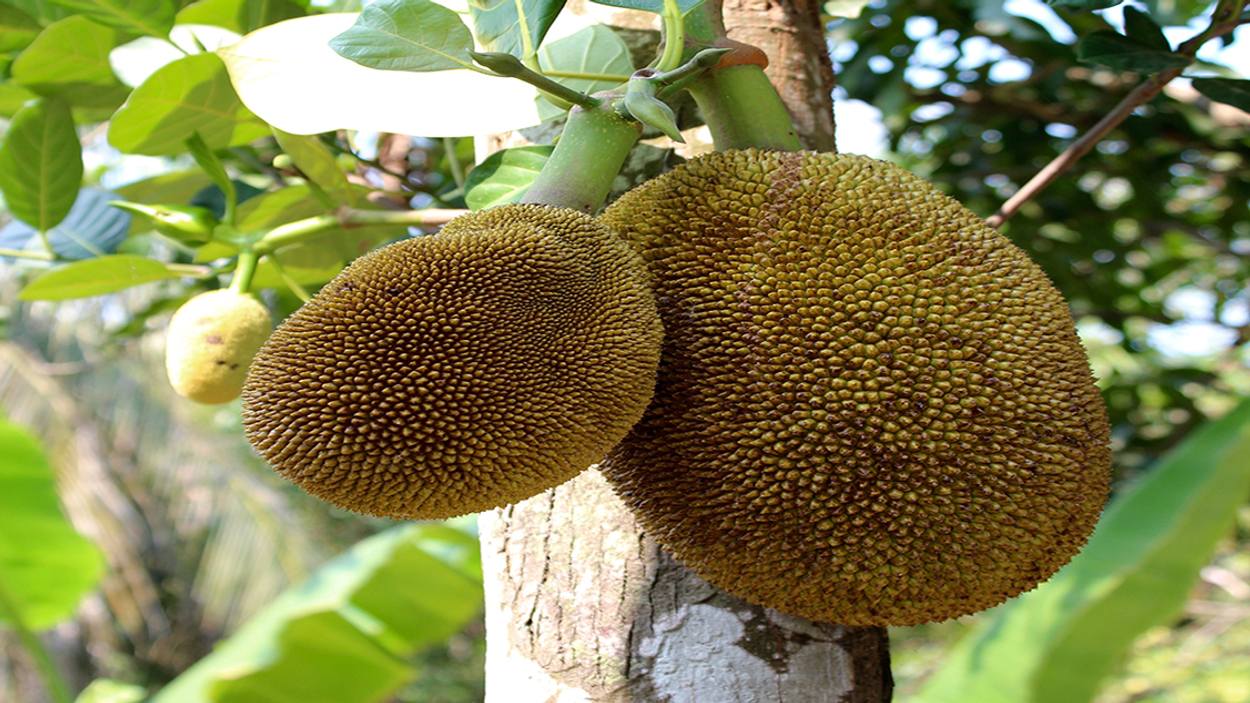 ‘Jackfruit’ op het menu: dit moet je weten over de vleesvervanger ...