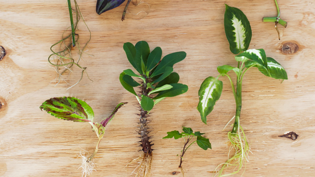 Stek je planten en breid je plantencollectie (kosteloos) uit - Kassa ...