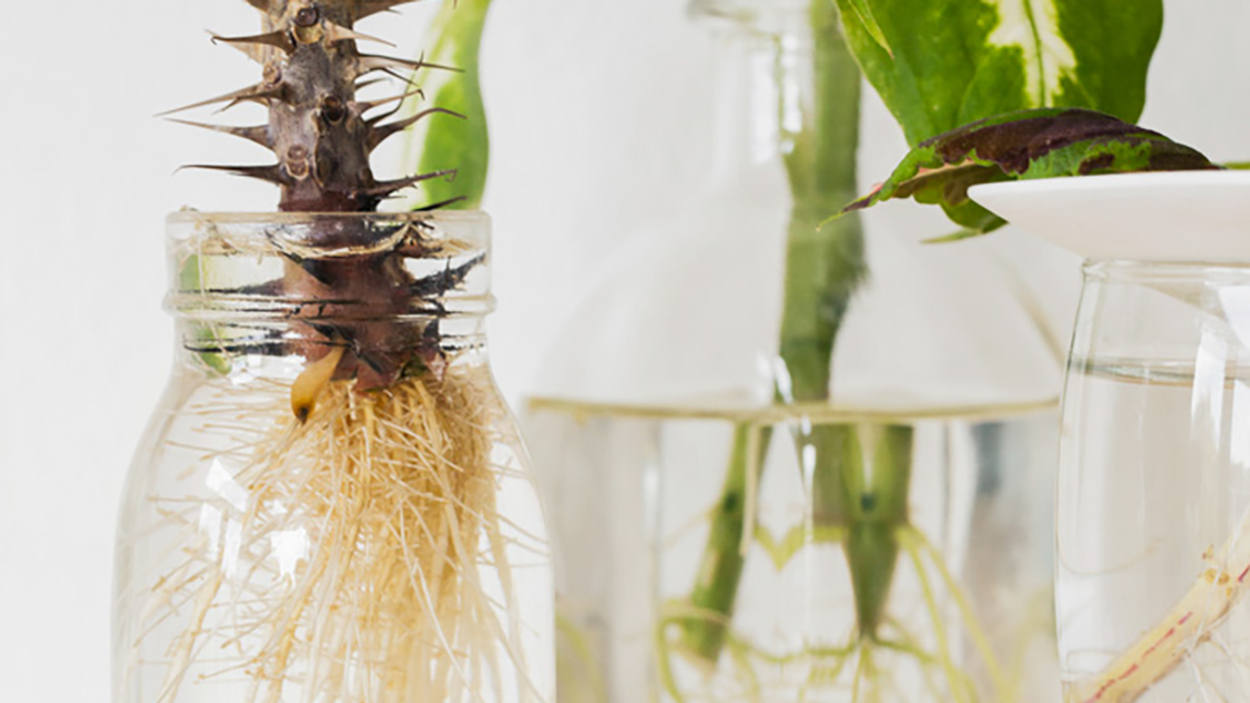 Stek je planten en breid je plantencollectie (kosteloos) uit - Kassa ...