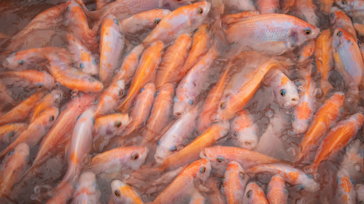 Pangasius- en tilapiafilet: wat moet je weten? - Kassa - BNNVARA