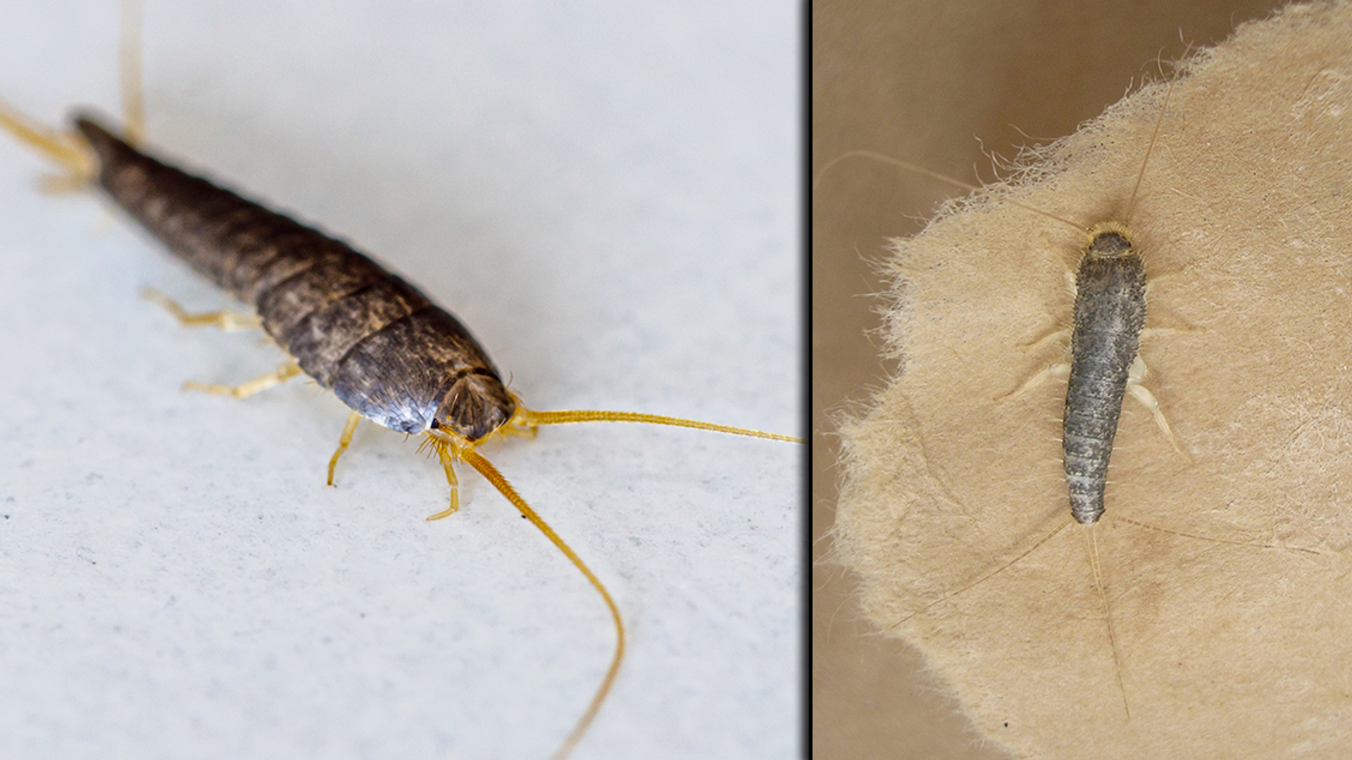 Zilvervisjes of papiervisjes in huis? Met deze tips kom je ervan af ...