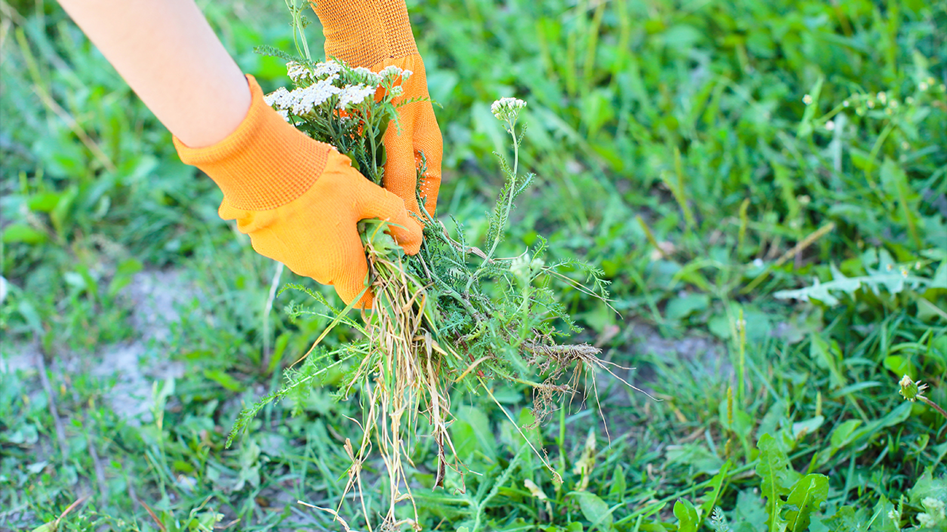 Onkruid verwijderen: zo pak je dat aan! - Kassa - BNNVARA