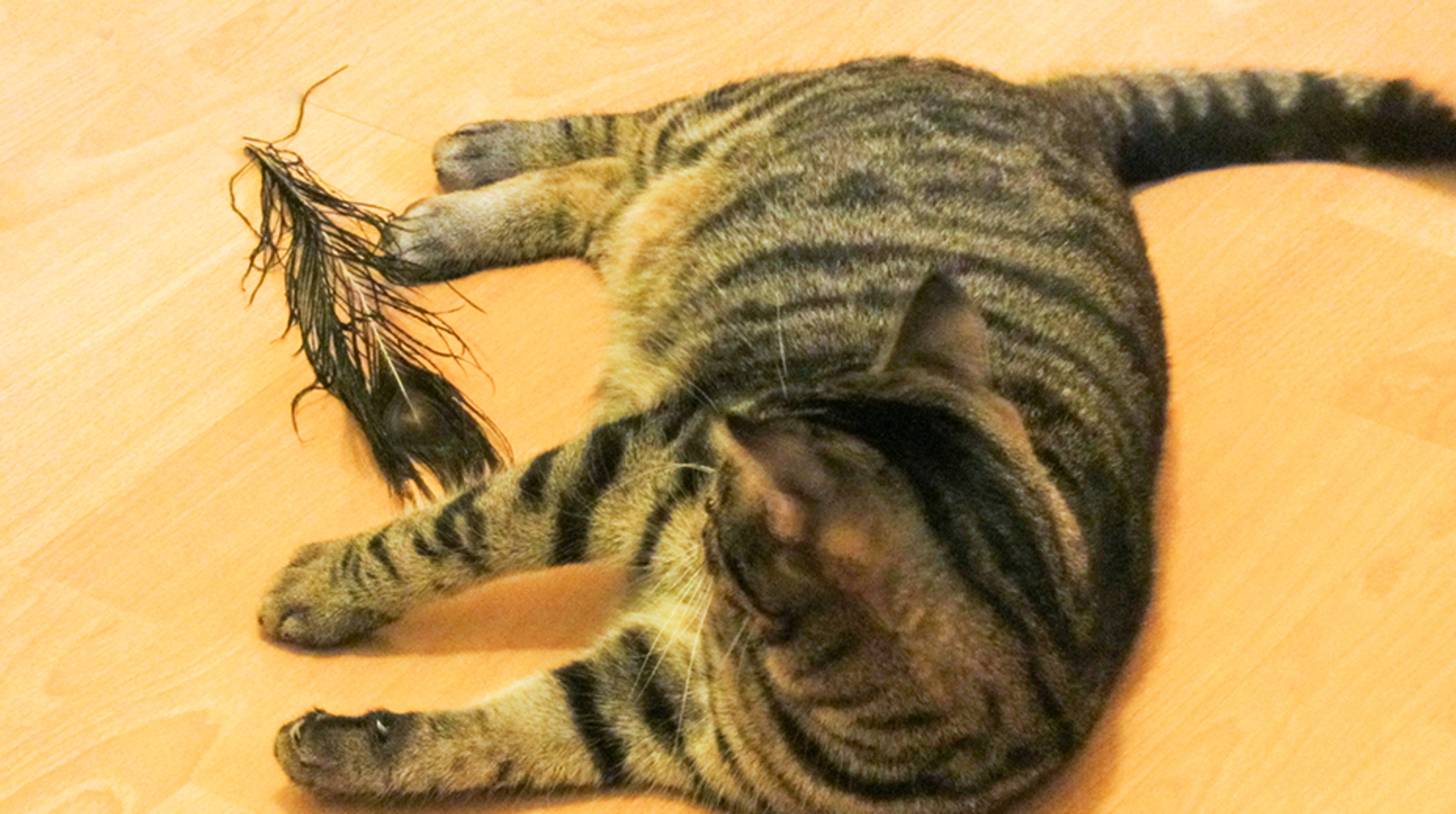 Venray vangt poepende katten - Kassa - BNNVARA