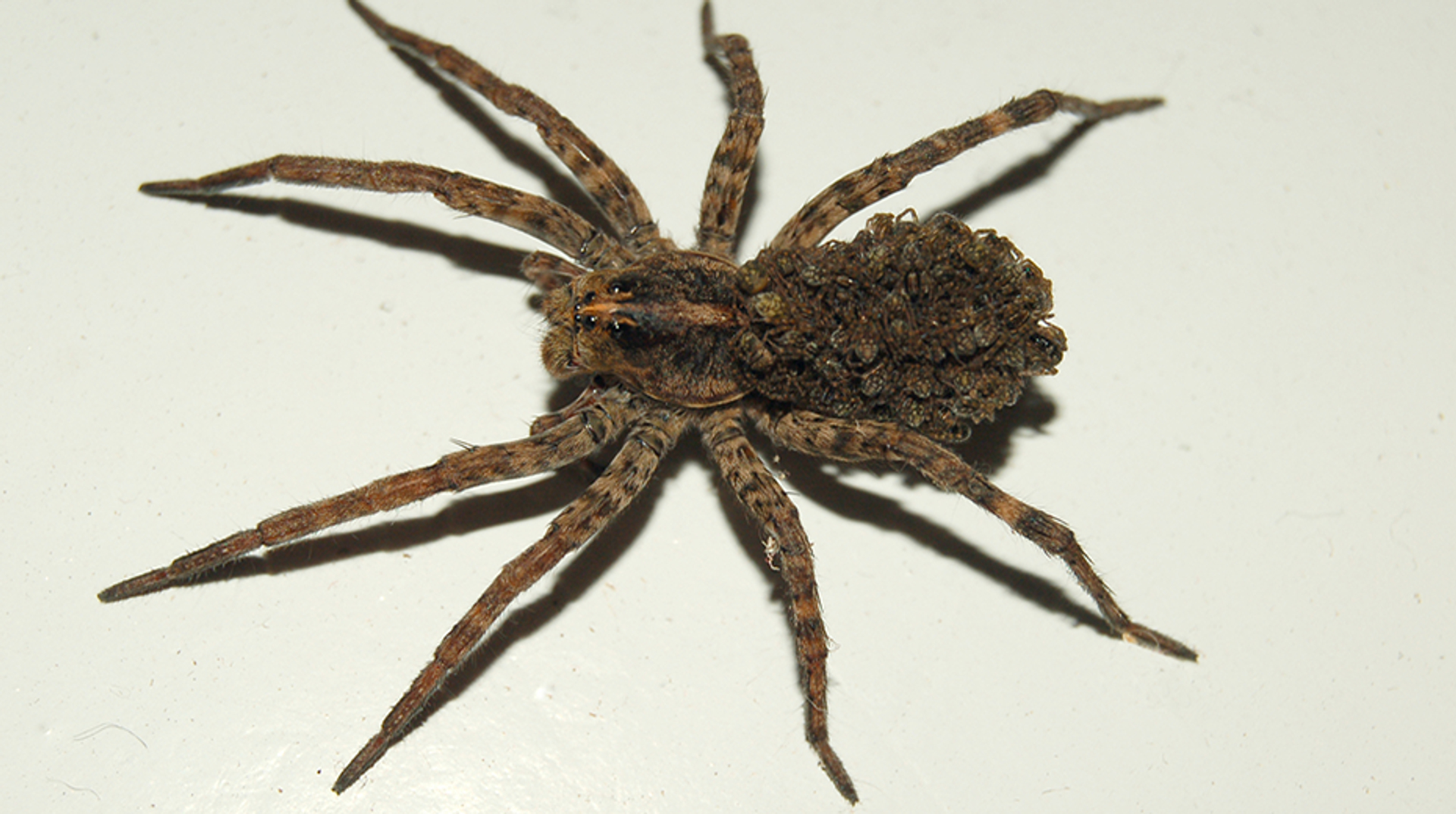 Engelse zoo fokt met speciale wolfspinnen - Kassa - BNNVARA