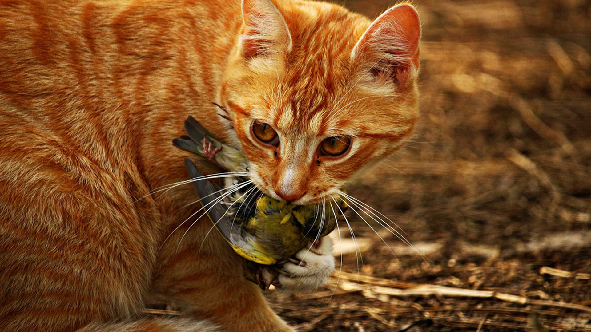 ‘Katten buiten laten rondlopen is illegaal’ - Kassa - BNNVARA